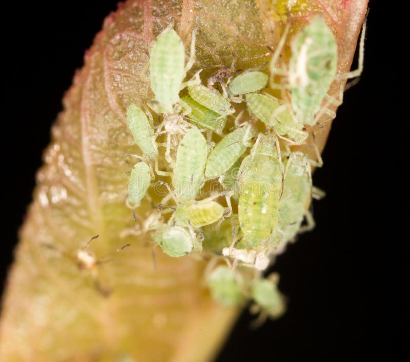 Aphids on a Leaf in the Nature. Macro Stock Photo - Image of outdoors ...