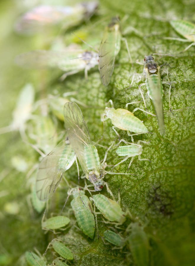 Aphids on a Leaf in the Nature. Macro Stock Photo - Image of ...