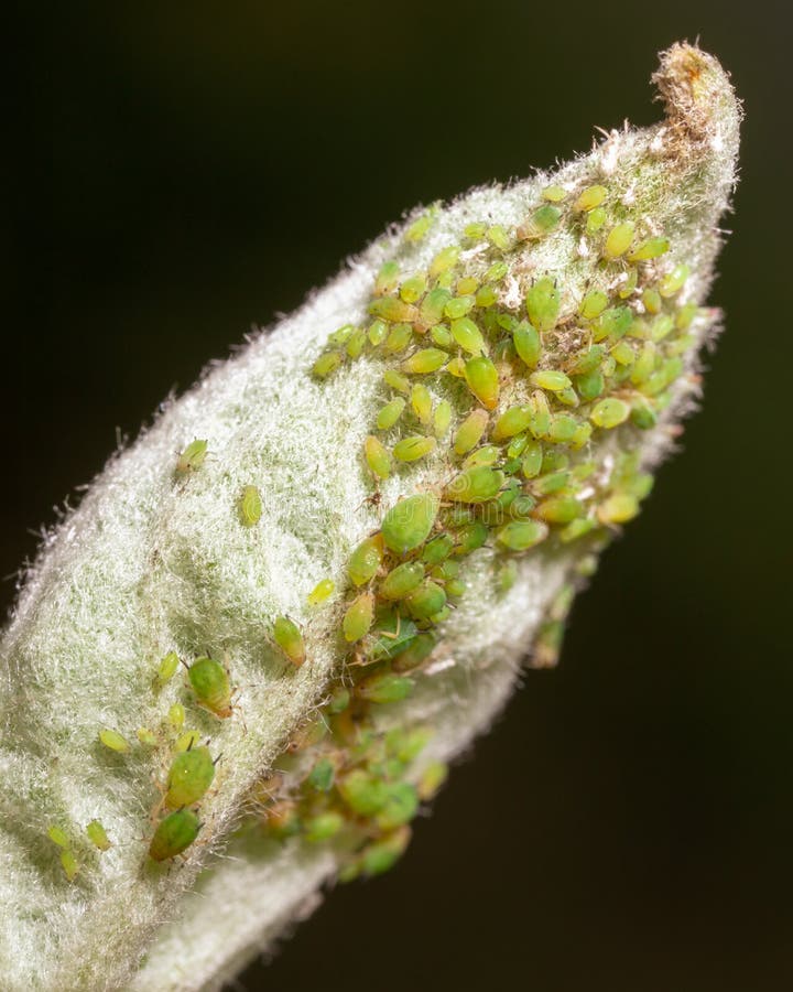 Aphids are Like a Parasite on a Plant Stock Photo - Image of greenfly ...