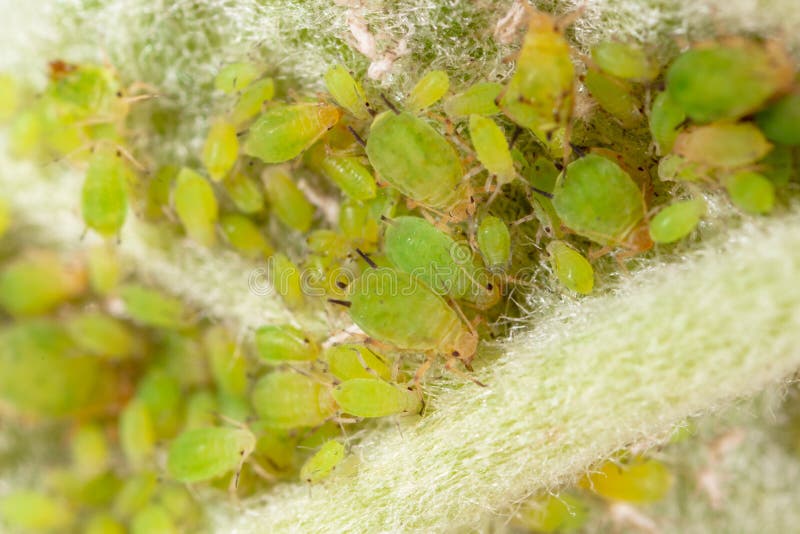 Aphids are Like a Parasite on a Plant Stock Image - Image of nature ...