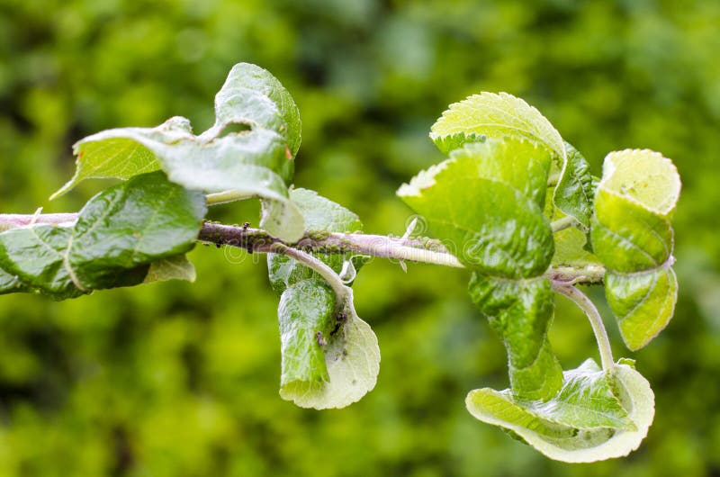 Aphids on Fruit Trees. Garden Pests Destroy the Pear Tree. Stock Image ...