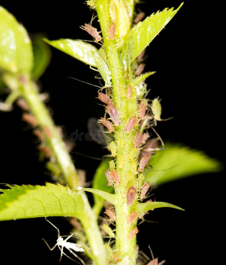 Aphids on the plant. close stock image. Image of forestry - 96886239