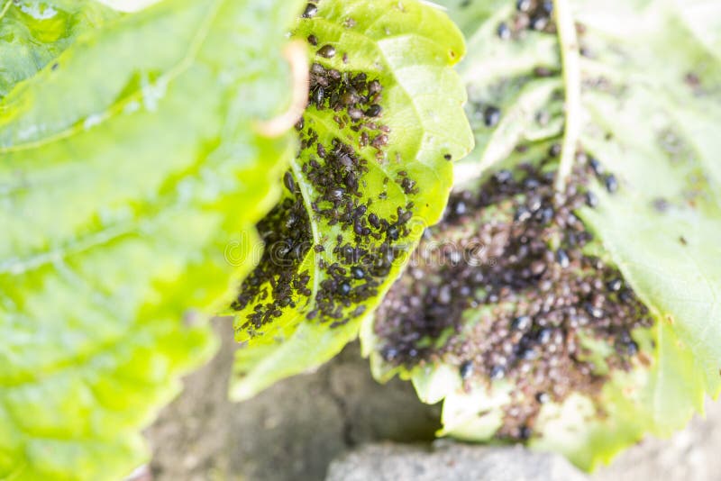 Aphids (Plant Lice) on a Leaf Stock Image - Image of closeup, stem ...