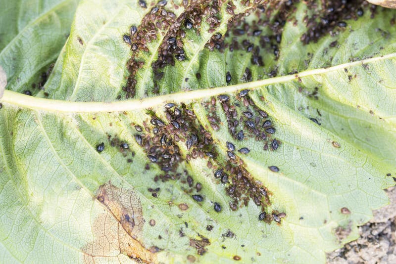 Aphids (Plant Lice) On A Leaf Stock Photo - Image of detail, animal ...