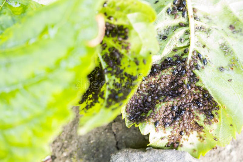 Aphids (Plant Lice) on a Leaf Stock Image - Image of closeup, cherry ...