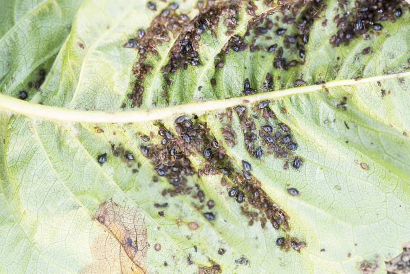 Aphids (Plant Lice) on a Leaf Stock Photo - Image of arthropoda, aphids ...