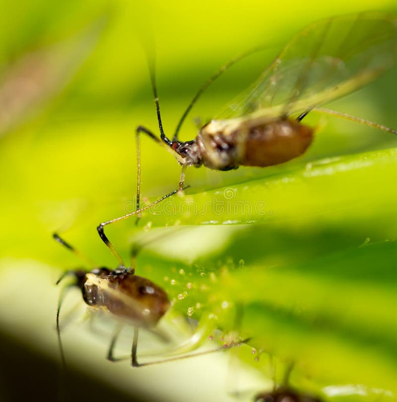 Sitobion Avenae (English Grain Aphid) Nymphs On Barley Stock Photo ...