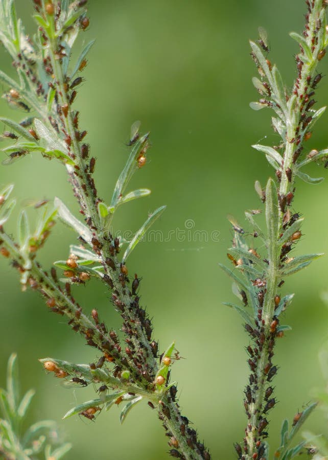 Aphids on Plant Stem. Gardening and Pest Insects Concept Stock Photo ...