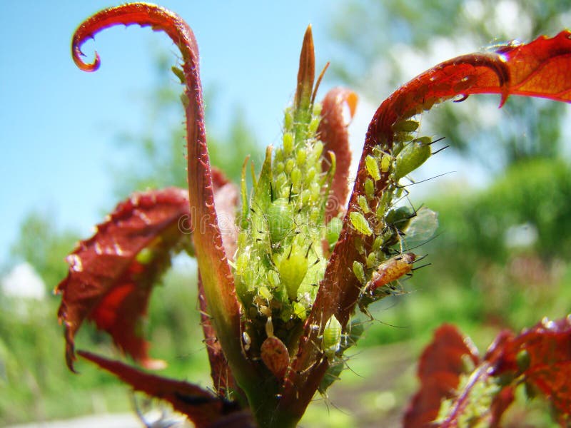 Aphids on roses stock photo. Image of hangers, aphids - 82655120