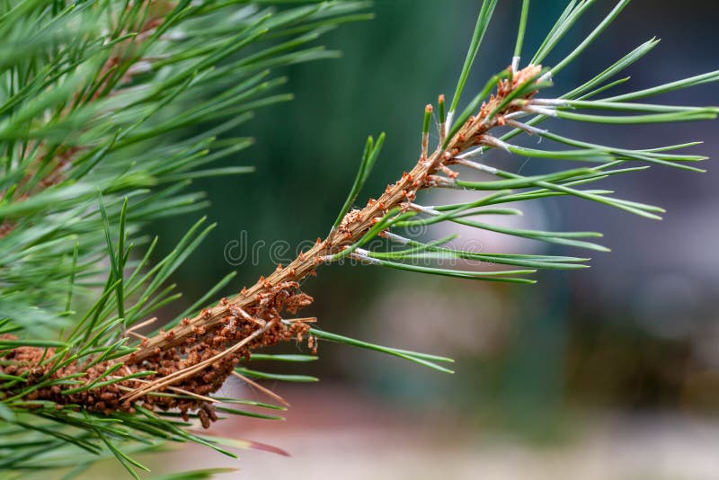 Aphids on the Trunk and Branches of the Siberian Pine Diseases Stock ...