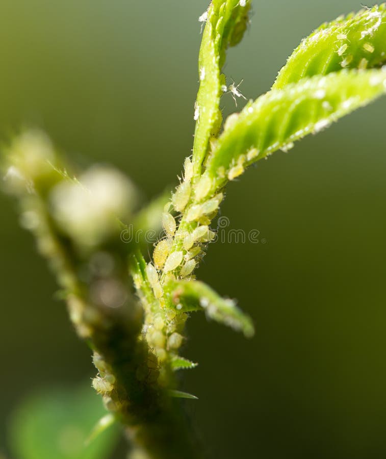 Aphids Under a Leaf stock photo. Image of wild, insect - 104469530