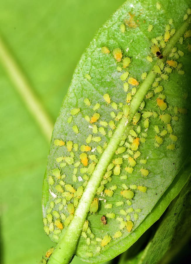 Aphids on the Underside of an Ixora Tree Leaf Stock Image - Image of ...