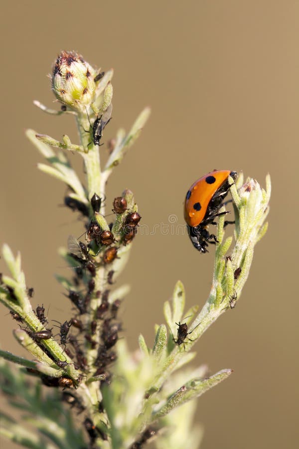 Ladybug eating aphids stock image. Image of coleoptera - 24586065