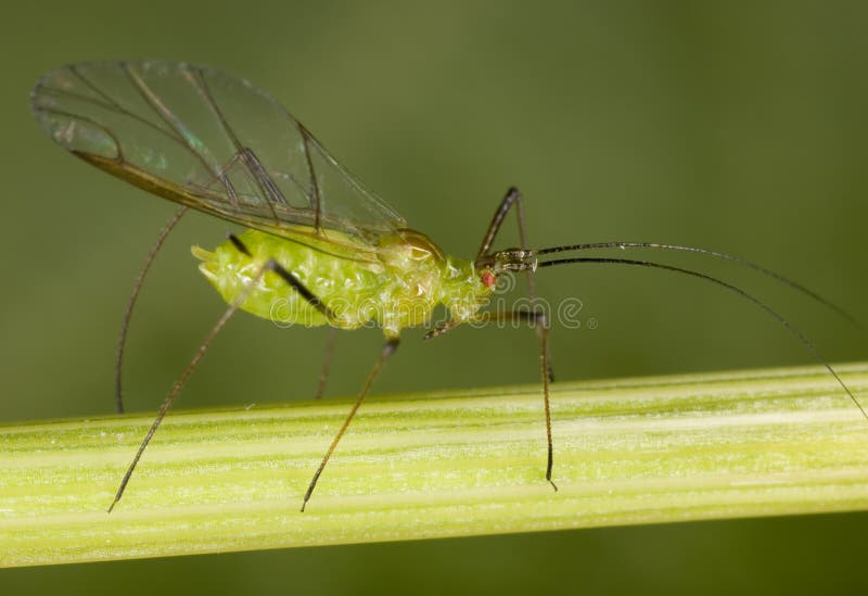 Aphis image stock. Image du vert, faune, fragilité, tige - 5314661