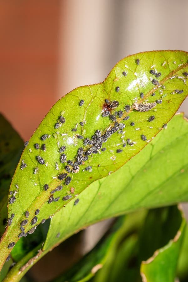 Aphis Armate Grey Stripped Aphids Feeding Stock Image - Image of ...