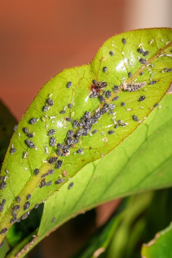 Aphis Armate Grey Stripped Aphids Feeding Stock Photo - Image of ...