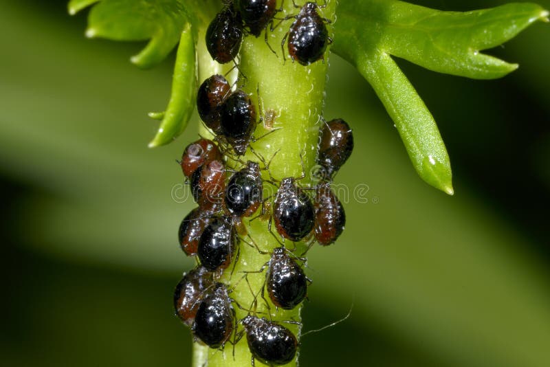 Aphis Fabae, Black Bean Aphid Stock Photo - Image of animal, season ...