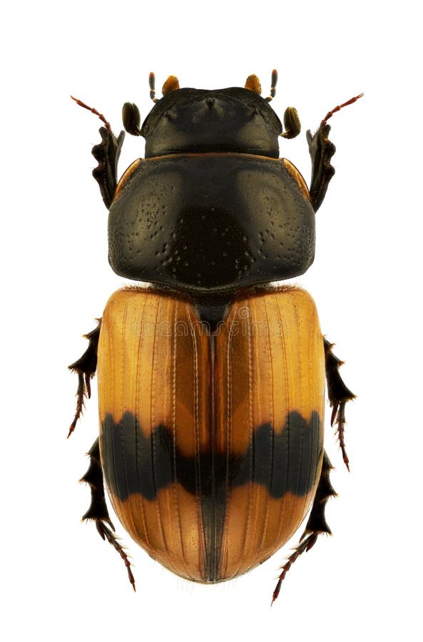 Aphodius coniugatus stock image. Image of invertebrate - 22217545