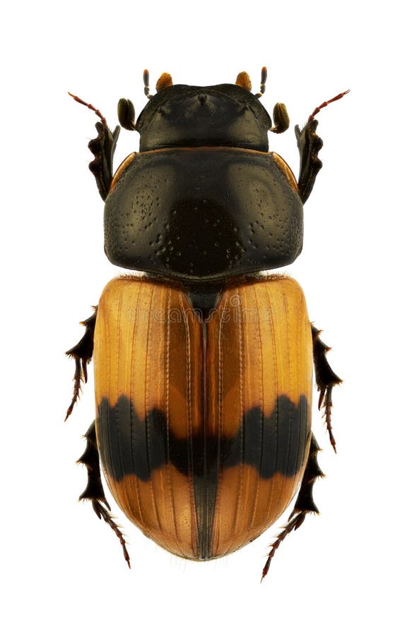 Aphodius coniugatus stock image. Image of invertebrate - 22217545