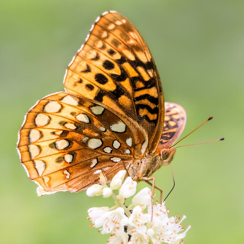 Aphrodite Fritillary stock photo. Image of insect, states - 69961166