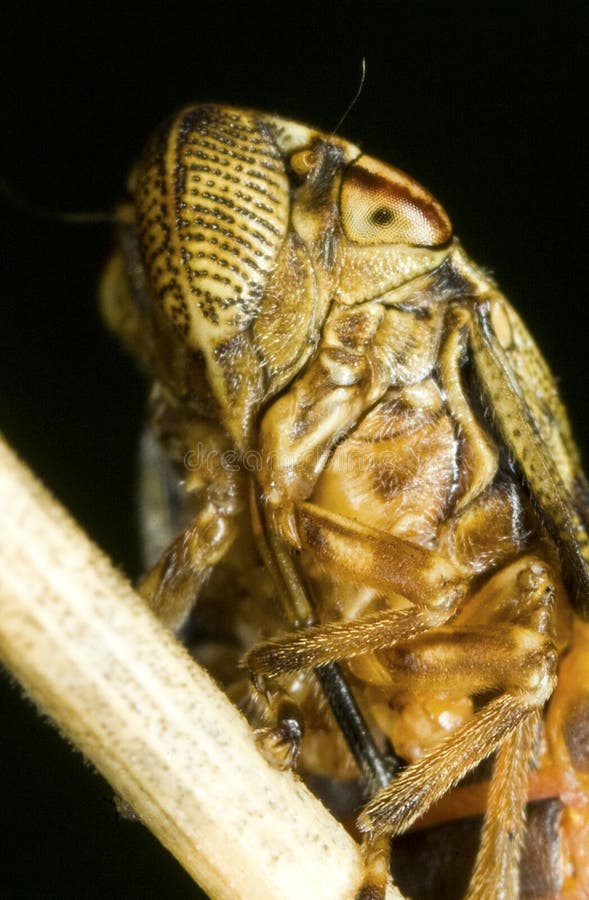 Aphrophora Alni Sputacchina Insect Vector of Olive Trees Infestation by ...