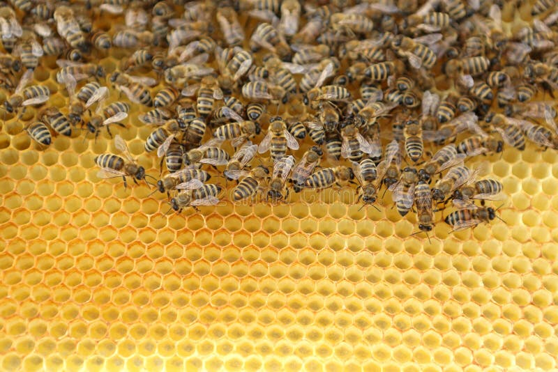 Api immagine stock. Immagine di teamwork, verde, nave - 24647045