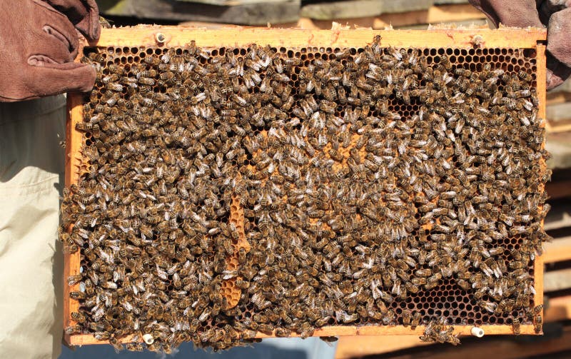 Vita E Riproduzione Degli Api Fotografia Stock - Immagine di larve ...