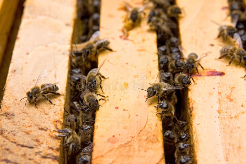 Api fotografia stock. Immagine di beeswax, prato, agricoltura - 5517696