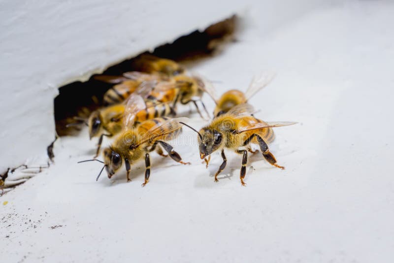 Api immagine stock. Immagine di sfondo, metodo, telaio - 82216843