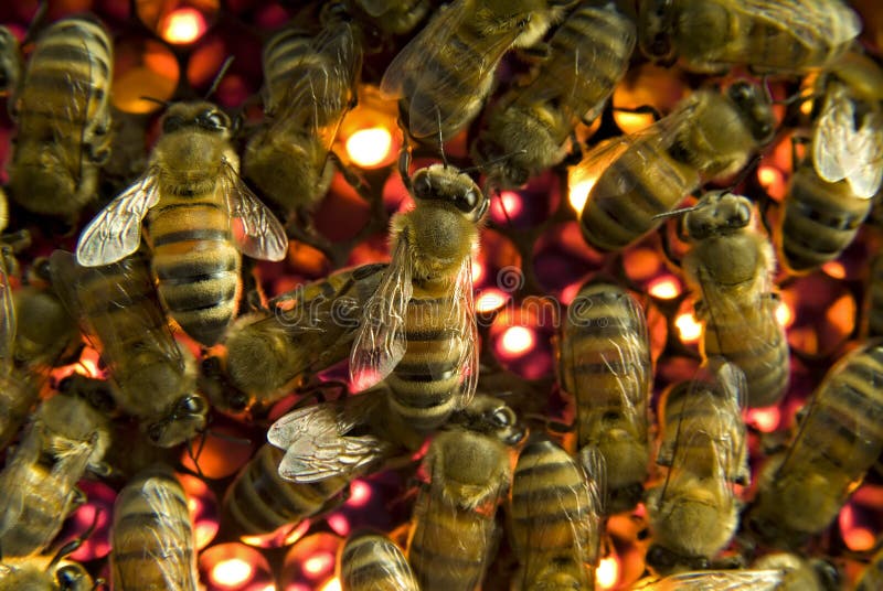 Api All'interno Dell'alveare Fotografia Stock - Immagine di animali ...