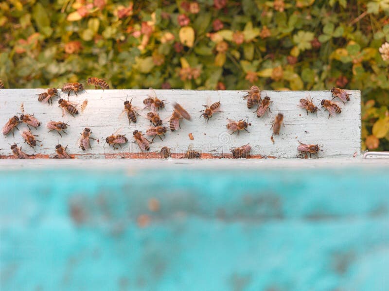 La Pagina Di Un Alveare Con Miele E Le Api Ha Tenuto Dall'uomo ...