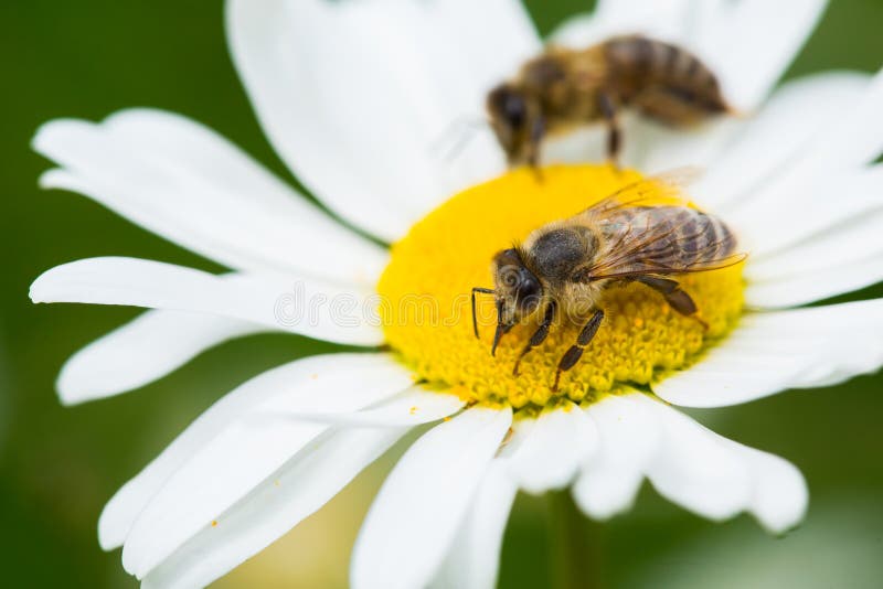 Api Che Succhiano Nettare Da Un Fiore Della Margherita Fotografia Stock ...