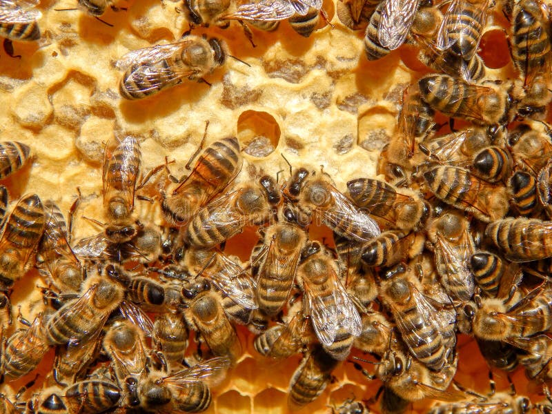 Api Da Miele Con Fette Di Miele Nettare in Cellule Fotografia Stock ...
