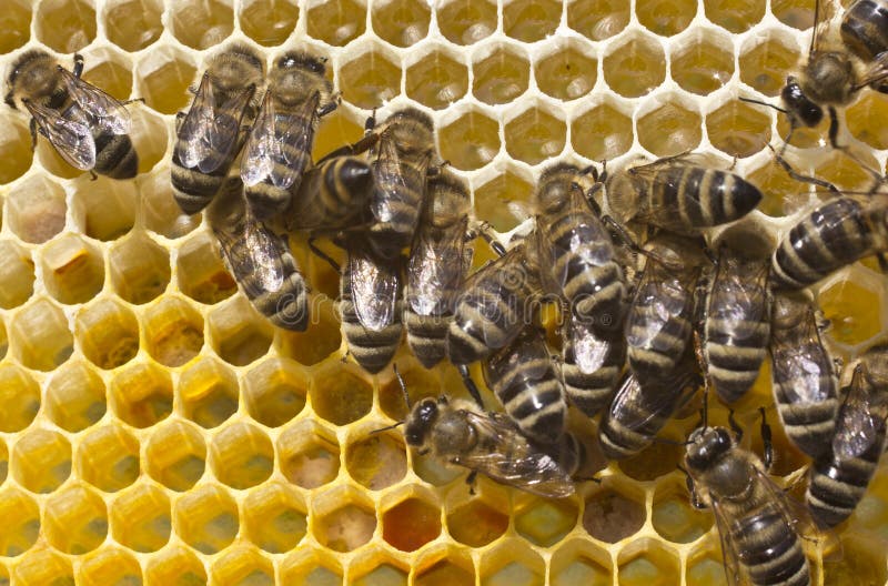 Lavoro Delle Api Dentro L'alveare Convertono Il Nettare in Miele ...