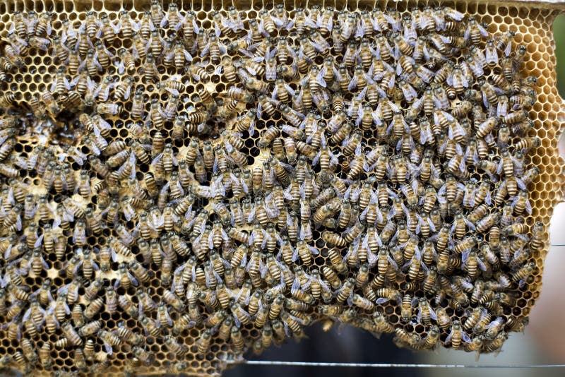 Api del miele fotografia stock. Immagine di alveare, alimento - 11658964