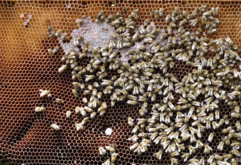 Celle di api mellifere immagine stock. Immagine di animale - 14453027