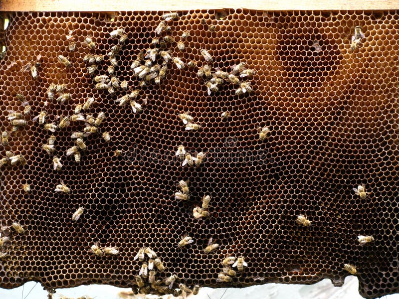 Celle di api mellifere immagine stock. Immagine di animale - 14453027