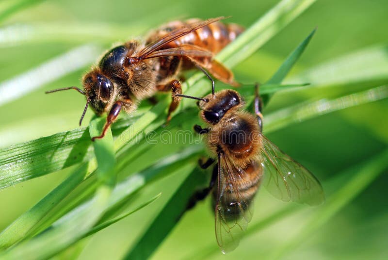 Api del miele immagine stock. Immagine di miele, colonia - 22785967