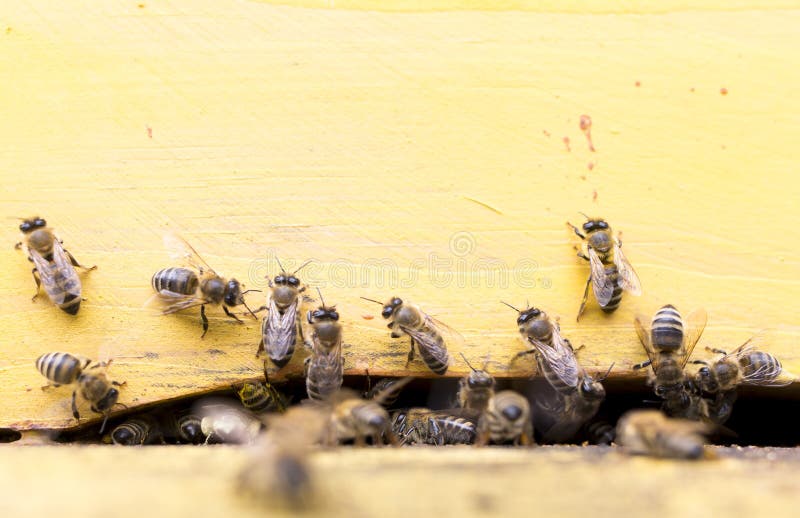 Api Del Miele in Alveare Giallo Immagine Stock - Immagine di gruppo ...
