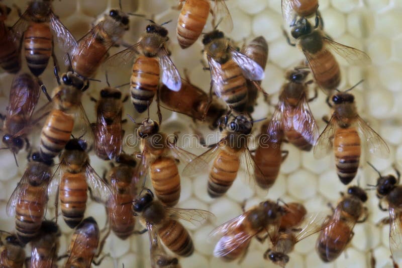Api Del Miele (apis Mellifera) Immagine Stock - Immagine di operaio ...