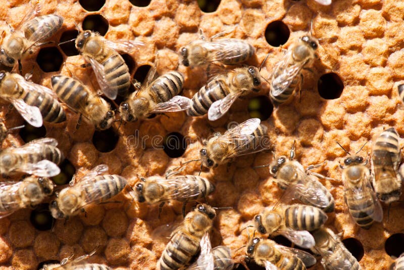Api Mellifere Al Lavoro Sui Favi Immagine Stock - Immagine di animali ...