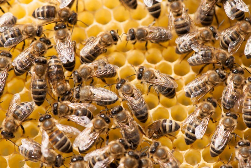 Api Mellifere Al Lavoro Sui Favi Immagine Stock - Immagine di animali ...