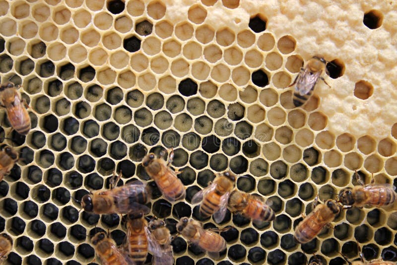 Api Del Miele Con La Nidiata E Le Larve Immagine Stock - Immagine di ...