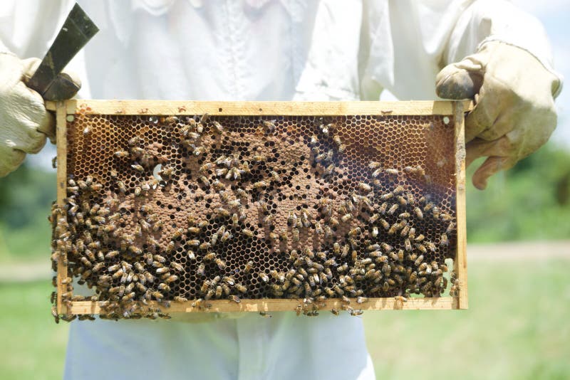 Api Del Miele Su Un Vassoio Di Miele Immagine Stock - Immagine di ...