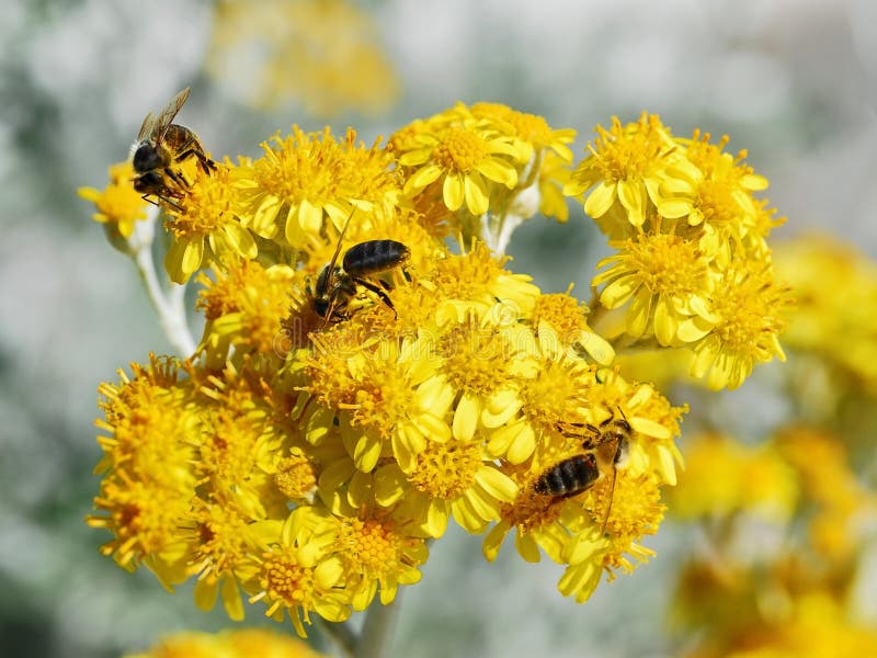 Api Del Miele Sui Fiori Gialli Fotografia Stock - Immagine di ...