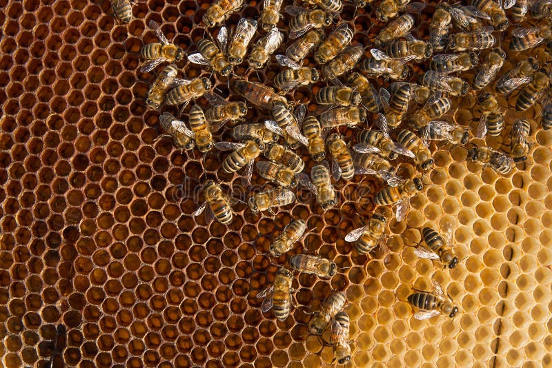Api Dentro Un Alveare Con L'ape Regina Nel Mezzo Fotografia Stock ...