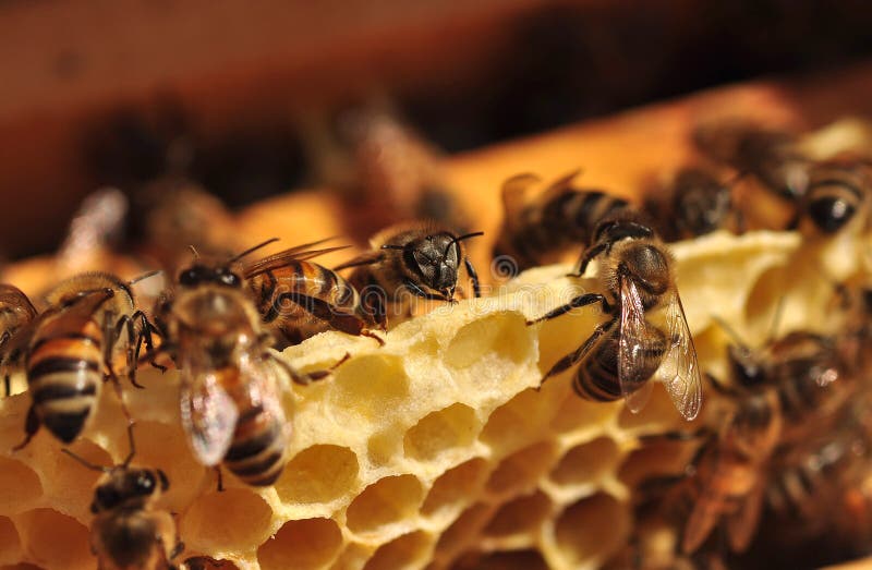 Api laboriose fotografia stock. Immagine di cellula, piedino - 33477250