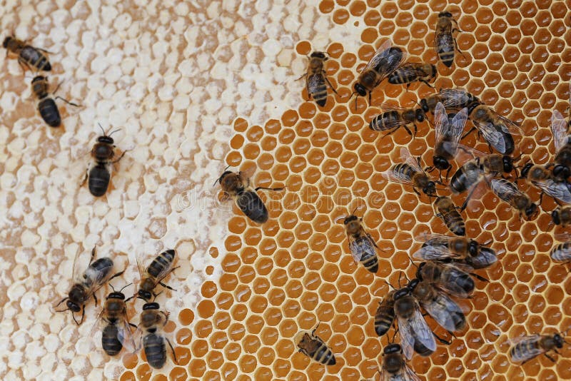 Api di lavoro immagine stock. Immagine di favo, esagono - 41277841