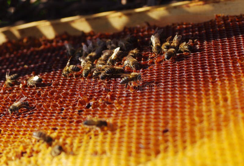 Api Di Funzionamento Sui Favi Immagine Stock - Immagine di riempito ...