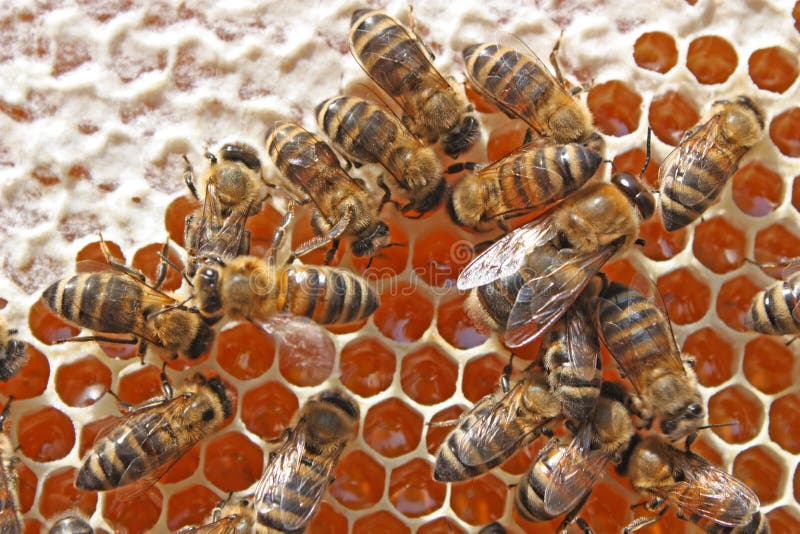 Pettini Dell'ape Con Le Uova Dell'ape E Le Giovani Api - Fuchi ...